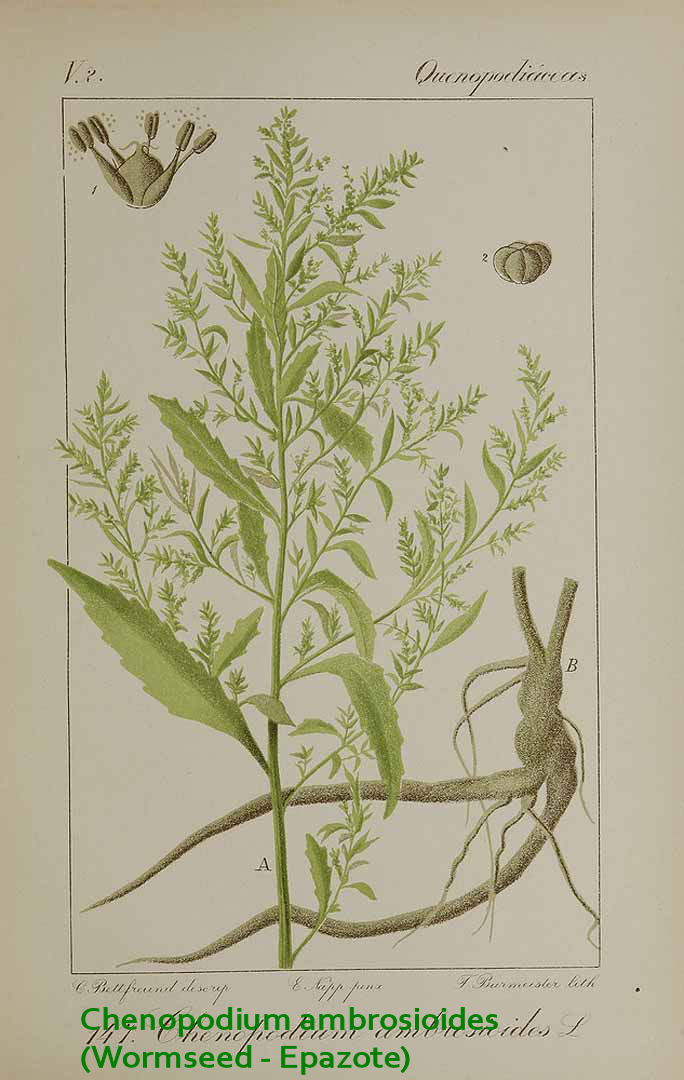 CHENOPODIUM AMBROSIOIDES L. - WORMSEED.
